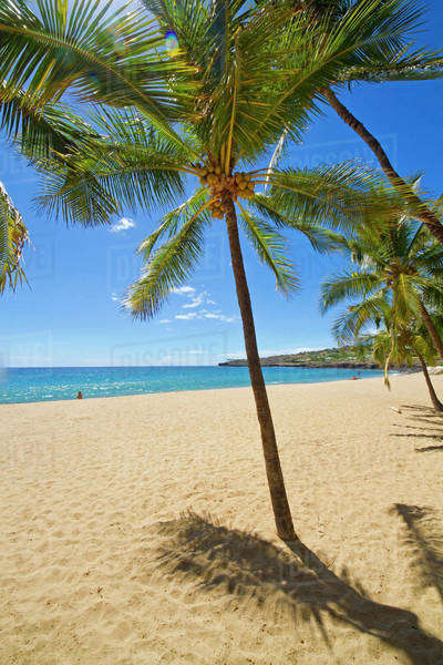 Palm tree on Hulopoe Beach, Manele Bay; Lanai, Hawaii, United States of ...