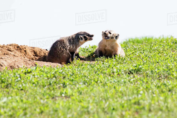 Female American Badger (Taxidea taxus) playing with her nearly grown ...