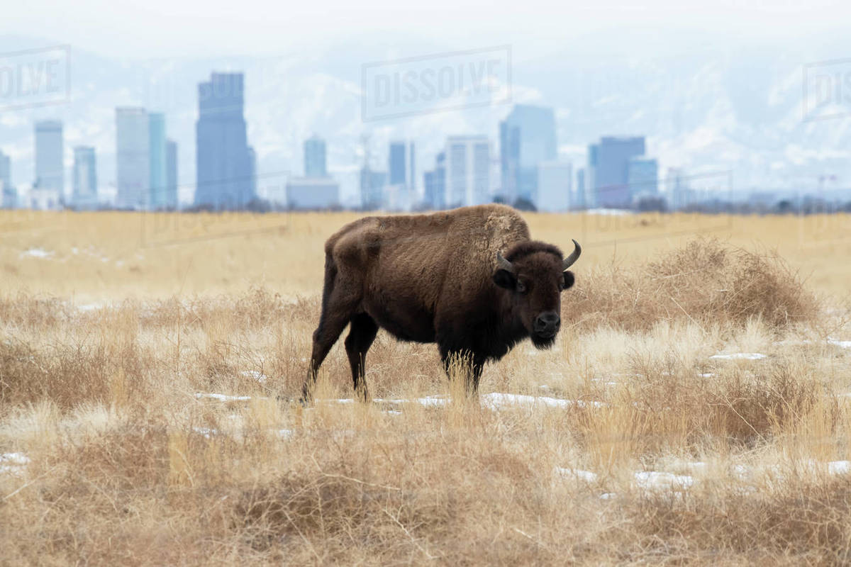 Bison (Bison bison) standing in an open meadow with the Denver skyline ...