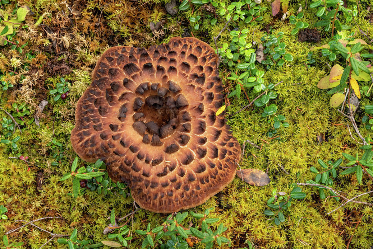 Bankeraceae, also known as a Hawkwing mushroom. growing on moss-covered ...