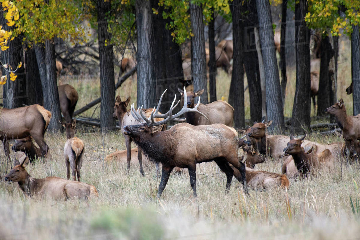 Magnificent Bull Elk (Cervus canadensis) surrounded by cows during the ...