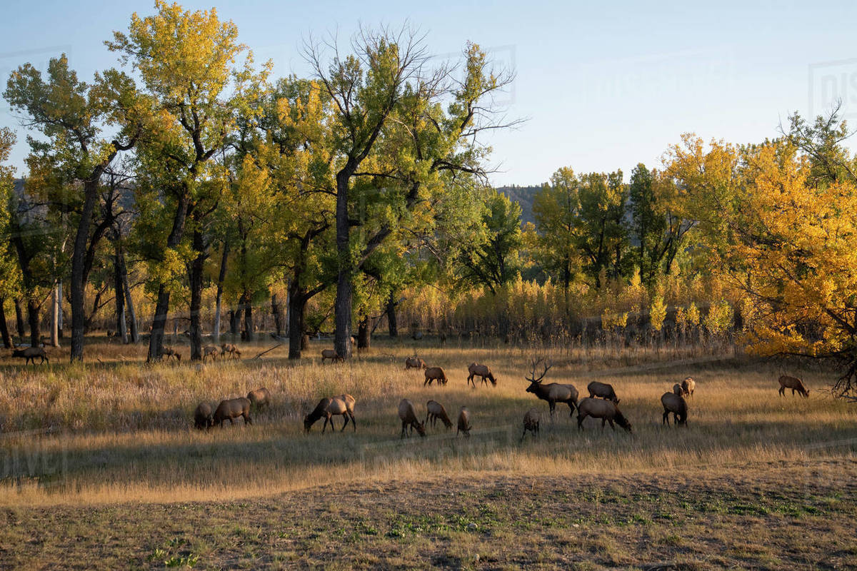 Bull Elk (Cervus canadensis) surrounded by his harem of cows during the ...