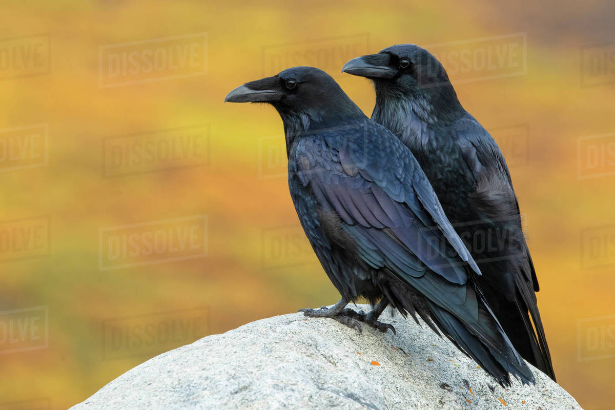 Common ravens (Corvus corax) sitting on a rock with fall colors in the ...