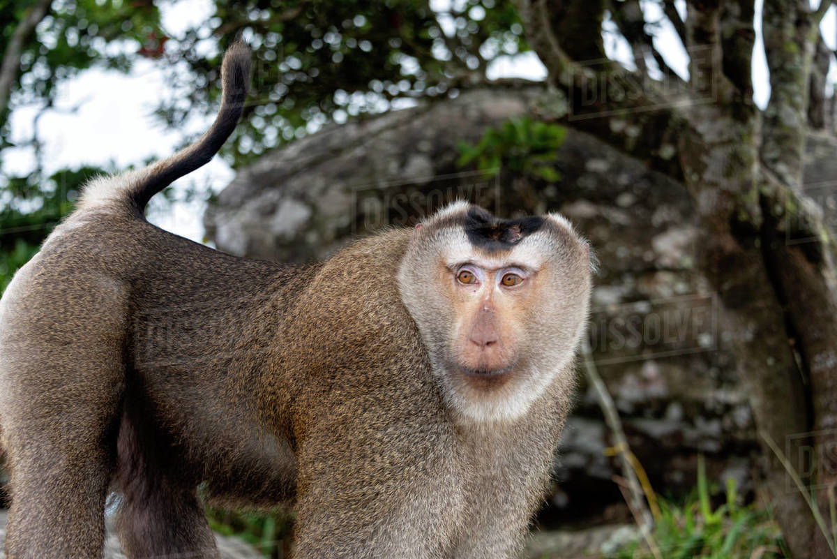 Macaque monkey standing, portrait; Kampot, Cambodia - Royalty-free ...