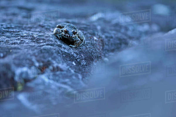 An unusually colored toad blends into its surrounding environment ...