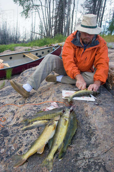 Canoists fillets freshly caught Walleye fish.; Winisk River, Northern ...