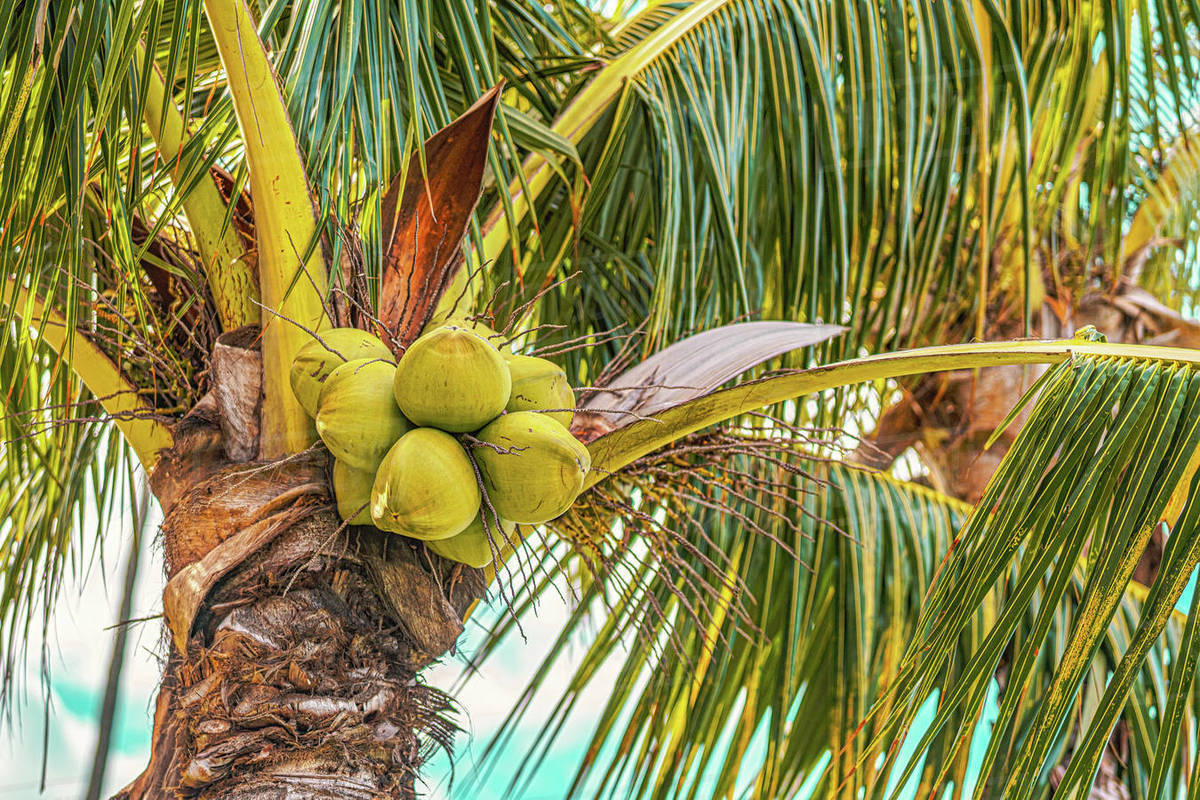 Close-up of coconuts and palm fronds on a coconut palm tree (Cocos ...