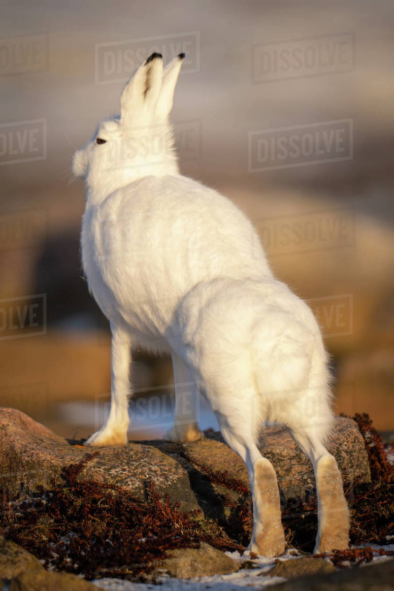 Arctic hare (Lepus arcticus) stretches leaning forepaws on rock; Arviat ...