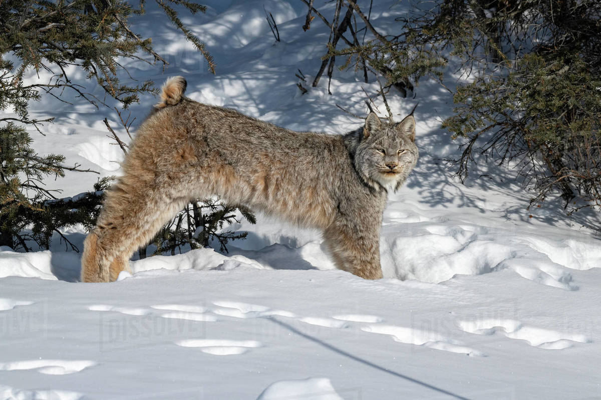 Lynx (Lynx canadensis) looking at the camera and stretches as it rises ...