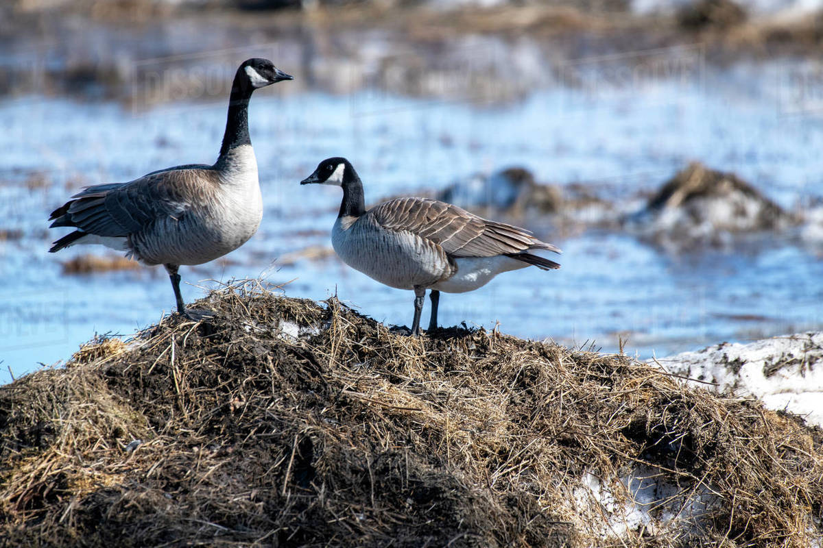 Pair of Canada geese (Branta canadensis) standing on a grassy mound at ...