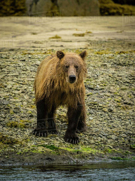 Portrait of Coastal Brown Bear (Ursus arctos horribilis) standing on ...