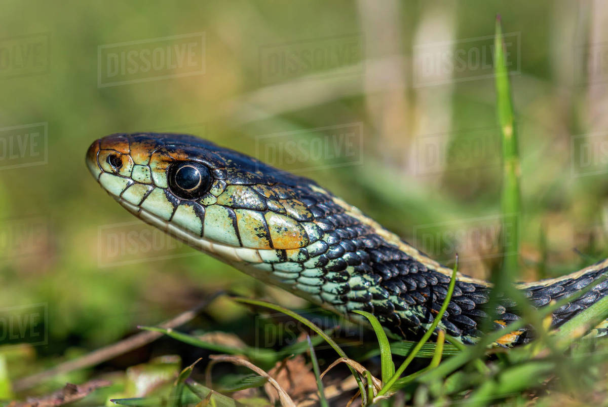 Western terrestrial garter snake (Thamnophis elegans) soaks up some ...