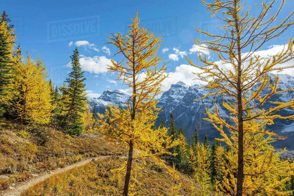 Golden larch trees along Eiffel Lake trail in Banff National Park ...