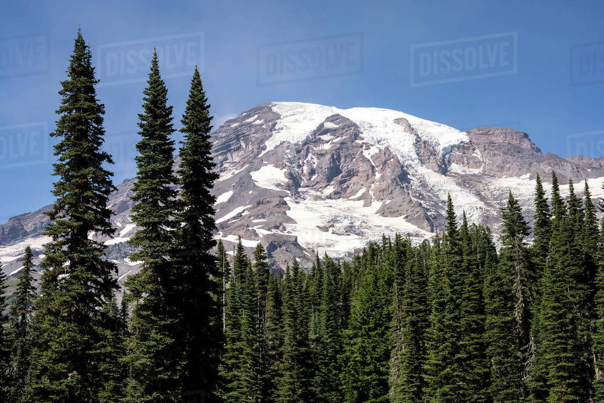 Fir trees grow on the slopes of Mount Rainier, Mount Rainier National ...