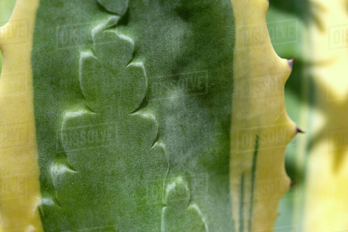 Impressions left by Agave spines (Agave americana) are visible on a ...