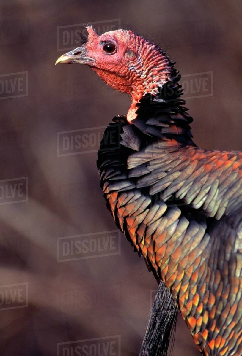 Eastern Turkey Tom - Royalty-free Stock Photo | Dissolve