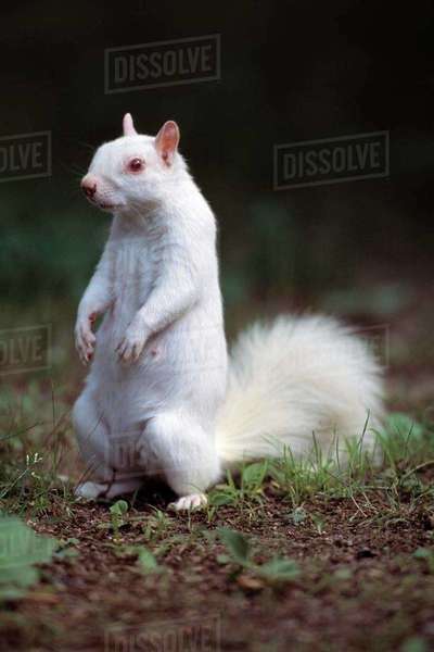 Albino Gray Squirrel - Stock Photo - Dissolve