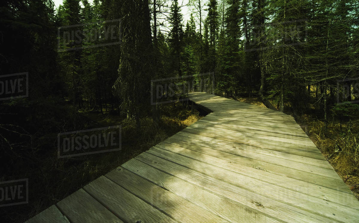Wooden Boardwalk Through Trees - Royalty-free Stock Photo | Dissolve