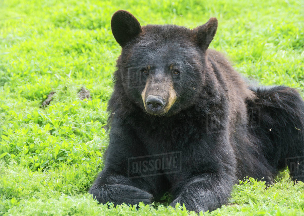 A black bear (Ursus americanus) lays on the grass in a meadow - Royalty ...
