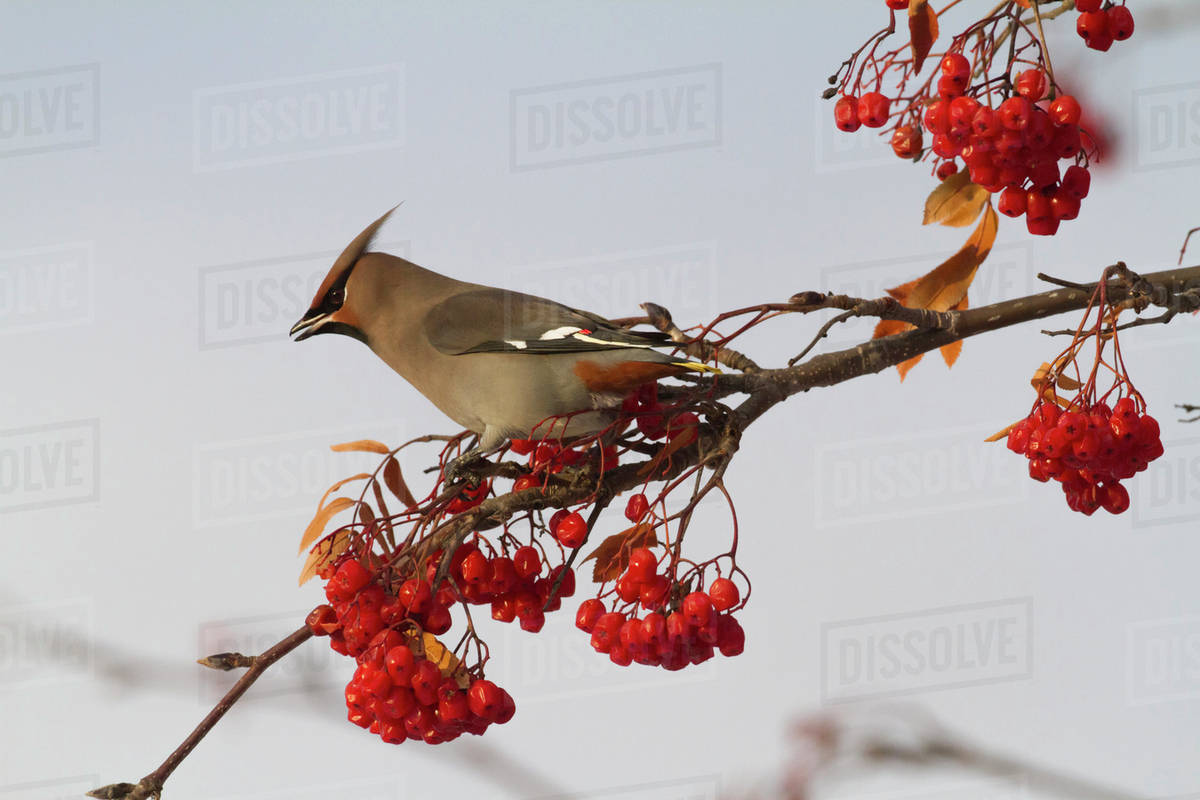 A bird in a tree with clusters of bright red berries - Royalty-free ...