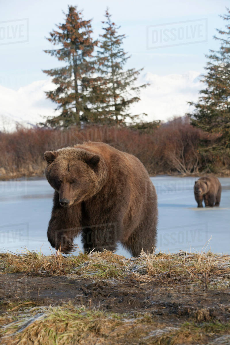 Two brown bears walk across a frozen lake in winter - Royalty-free ...