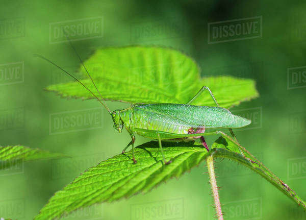 A green insect camouflaged on a green leaf; Field, Ontario, Canada ...