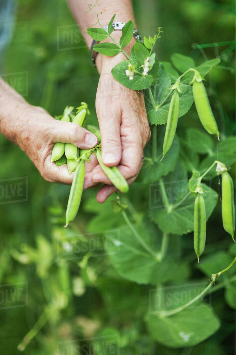 Close up of a woman's hands picking peas from the garden; Richmond ...