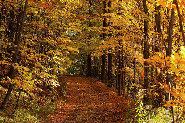 Leaf covered road in autumn; Dunham, Quebec, Canada - Royalty-free ...