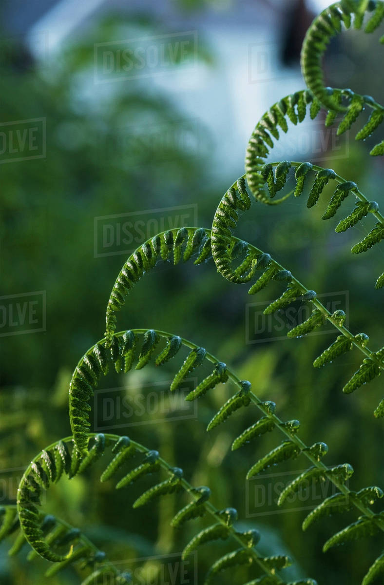Lady fern grows in a swampy area; Astoria, Oregon, United States of ...