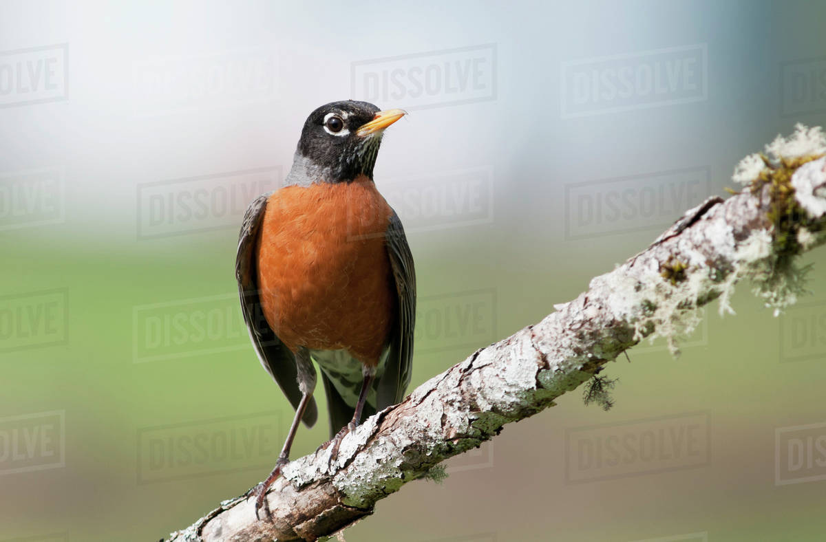 An American Robin perches on a branch; Astoria, Oregon, United States ...