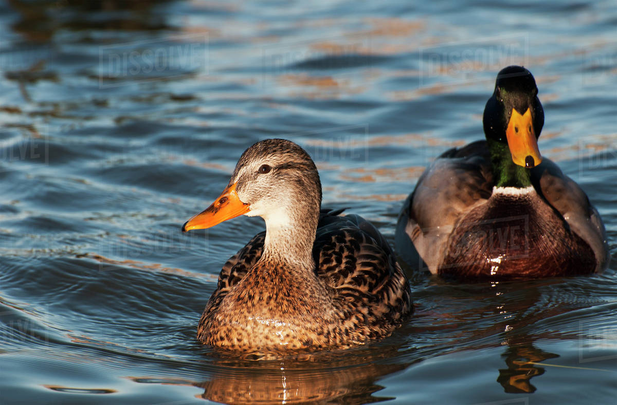 A pair of Mallards swim in the Columbia River; Astoria, Oregon, United ...
