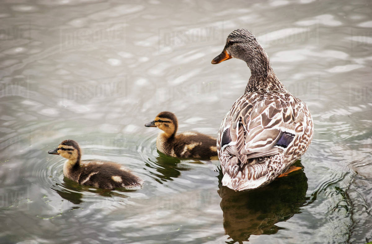 A mother mallard guards her ducklings; Astoria, Oregon, United States ...