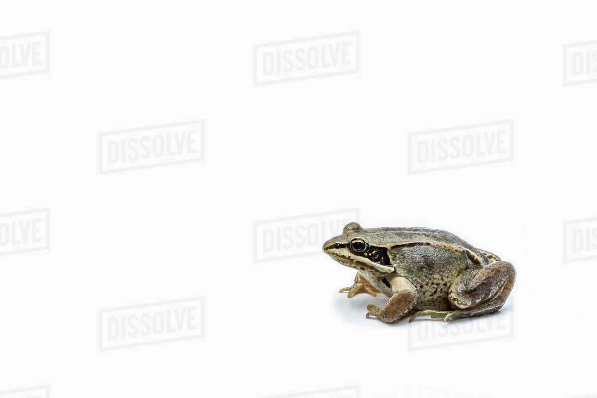 A single brown frog sits on a white background; Fort McMurray, Alberta ...