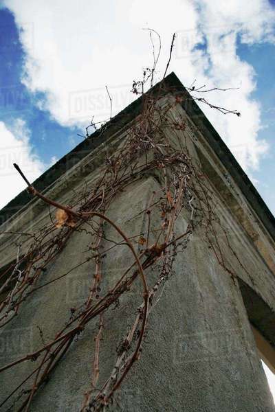 Stone Column And Vine - Royalty-free Stock Photo | Dissolve