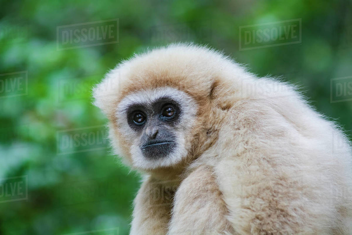 Close-up portrait of a white handed gibbon aka lar gibbon (Hylobates ...