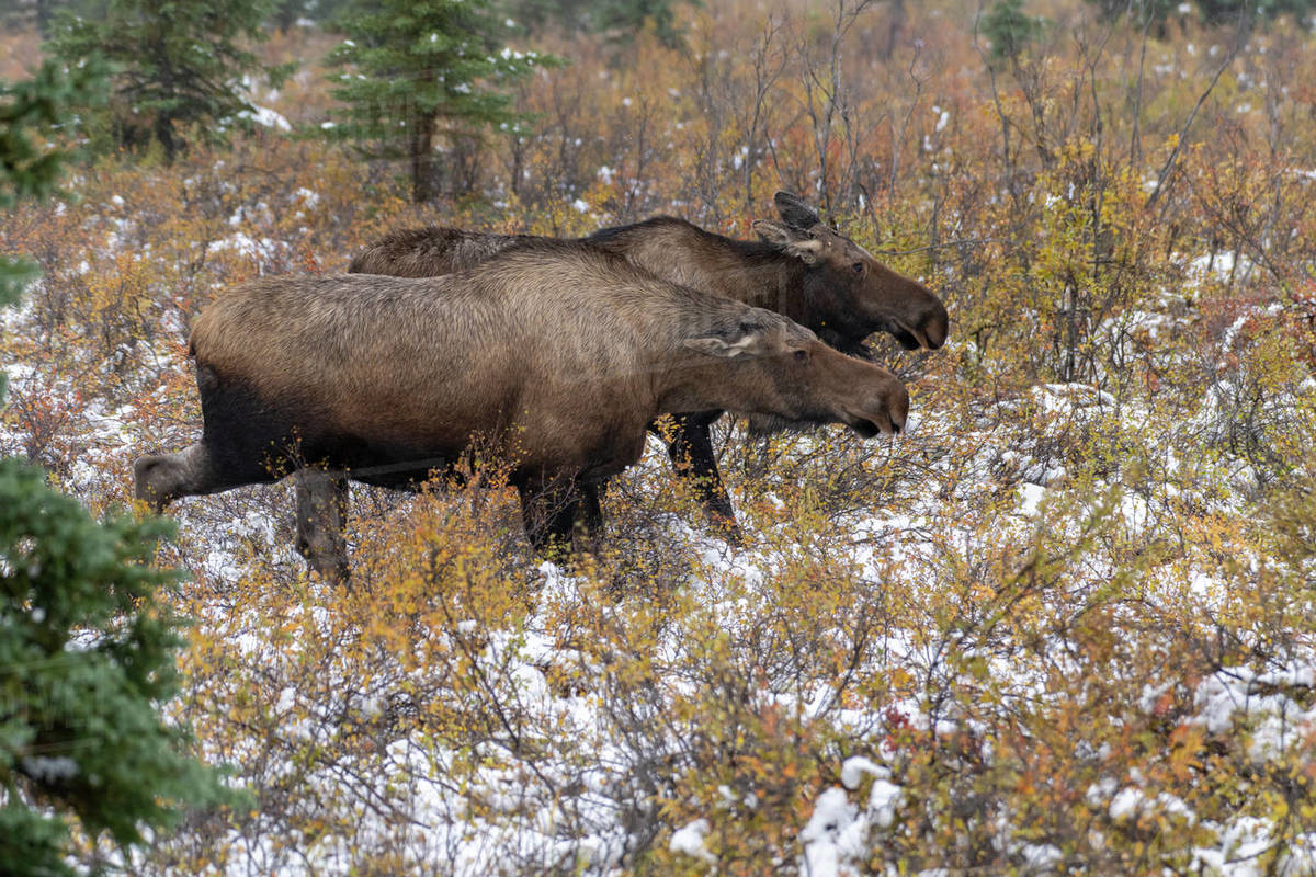 Two cow moose (Alces alces) walking together in the woodlands with ...