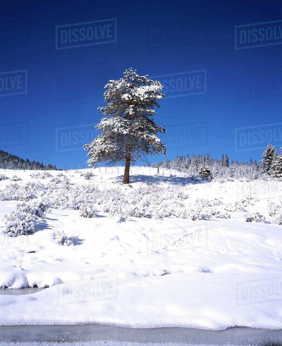 Pine Tree In Winter - Royalty-free Stock Photo | Dissolve