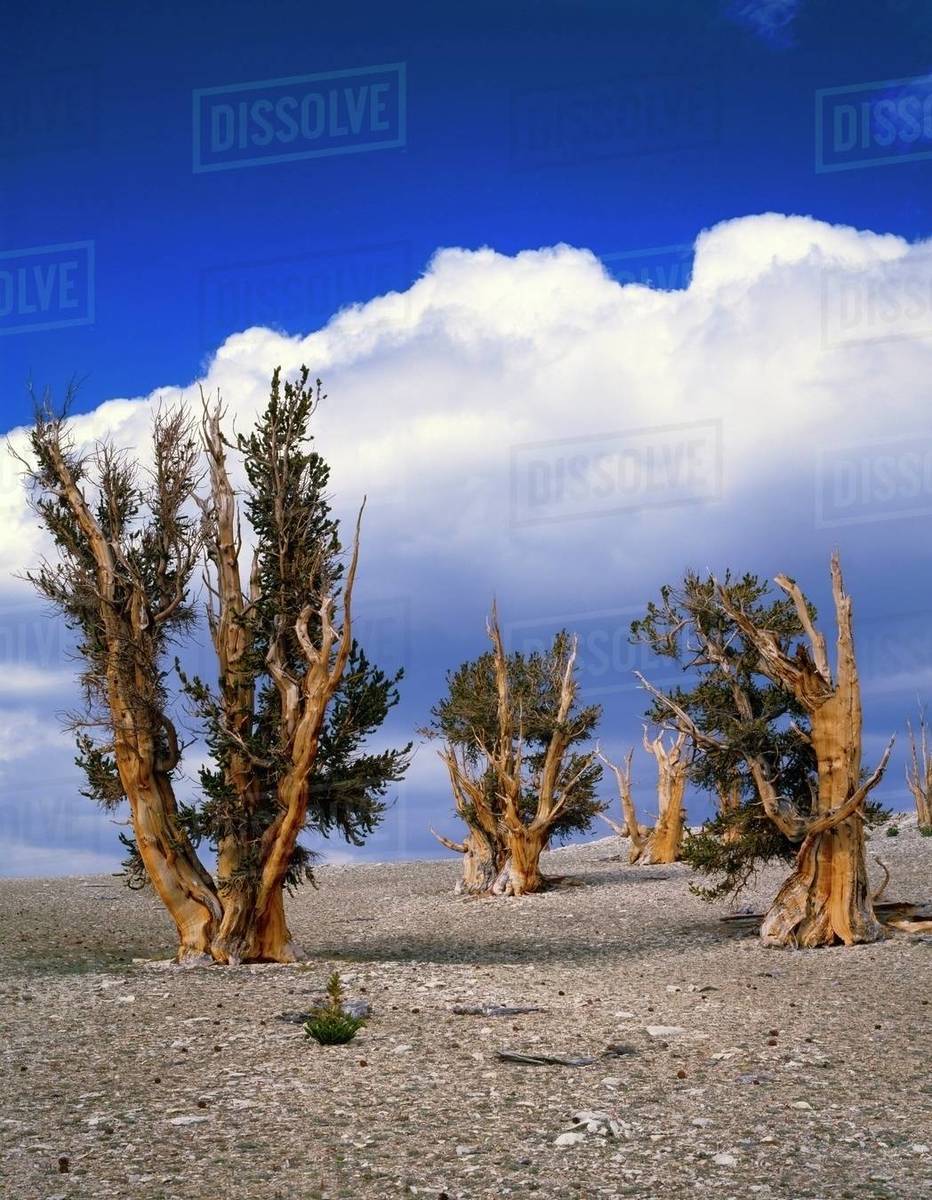 Grove Of Bristlecone Pine Trees, World's Longest-Lived Species, Inyo ...