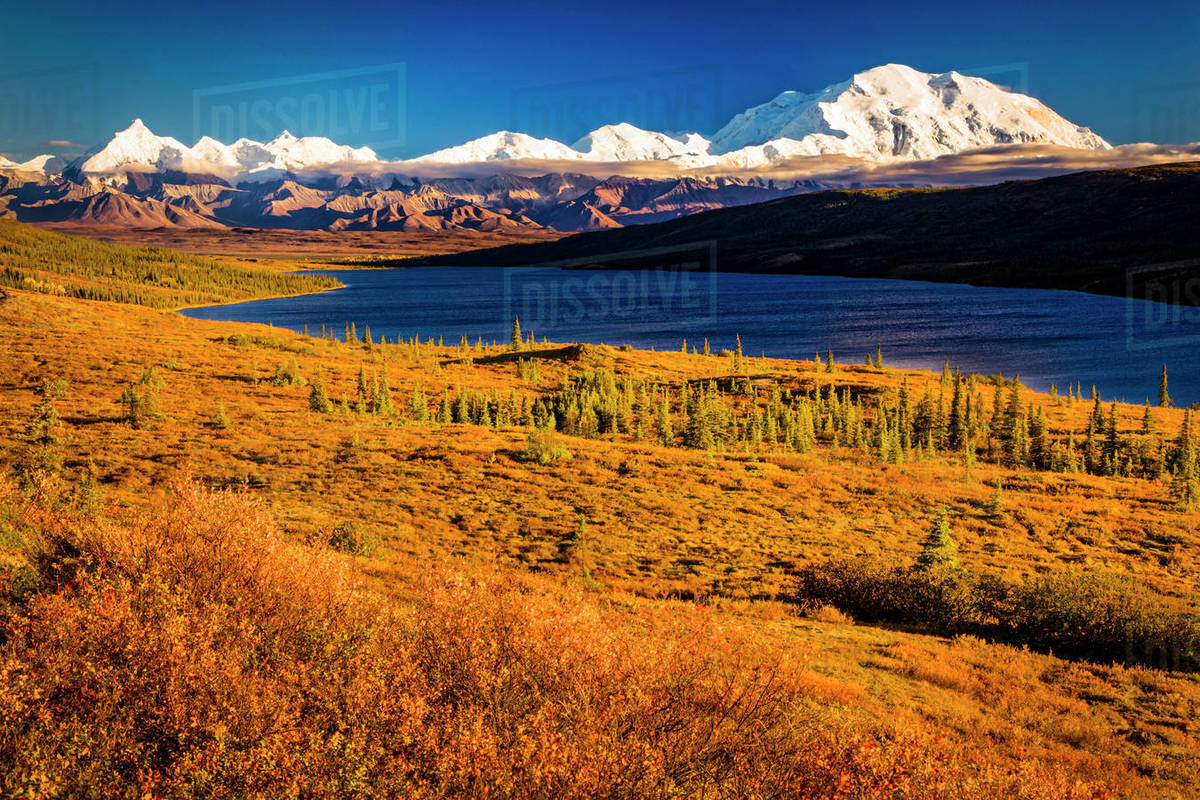 Mount Denali (McKinley) above Wonder Lake with the golden fall colored ...