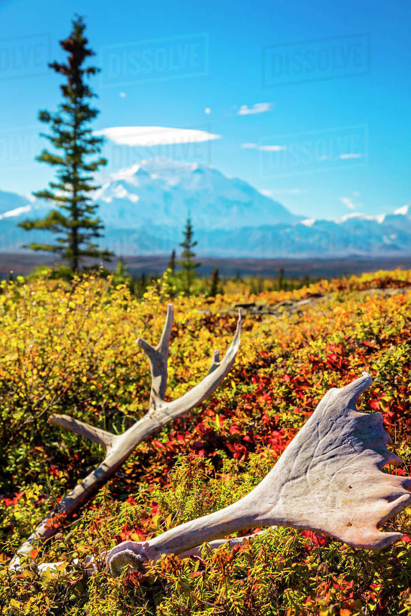 Caribou Antler lying on the fall tundra with Mount Denali (McKinley) in ...