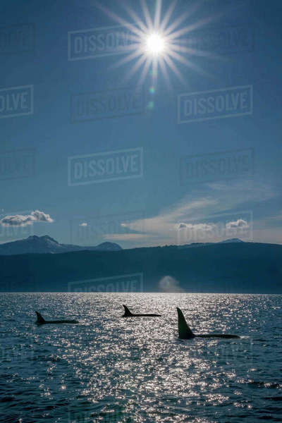 Orca/Killer whales (Orcinus orca) traveling in Lynn Canal, AF22 pod ...