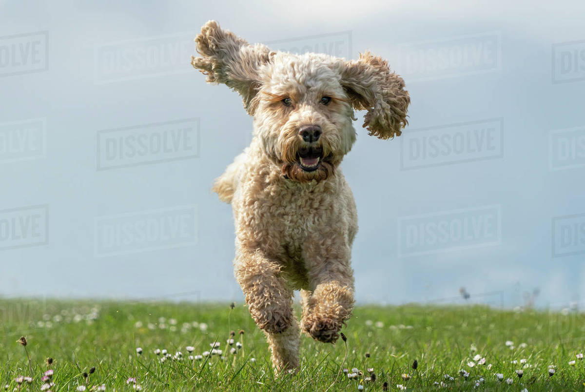 Blond cockapoo runs on a field towards the camera; South Shields, Tyne ...