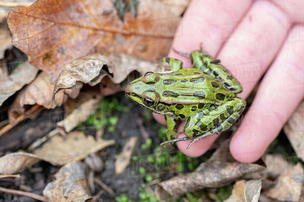 Close-up of a Leopard Frog (Lithobates) sitting on a woman's hand close ...