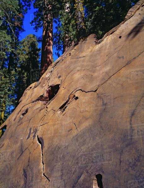 Giant Sequoia Log In Forest - Royalty-free Stock Photo | Dissolve