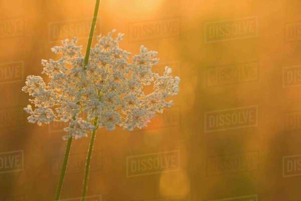 White Flower - Royalty-free Stock Photo | Dissolve