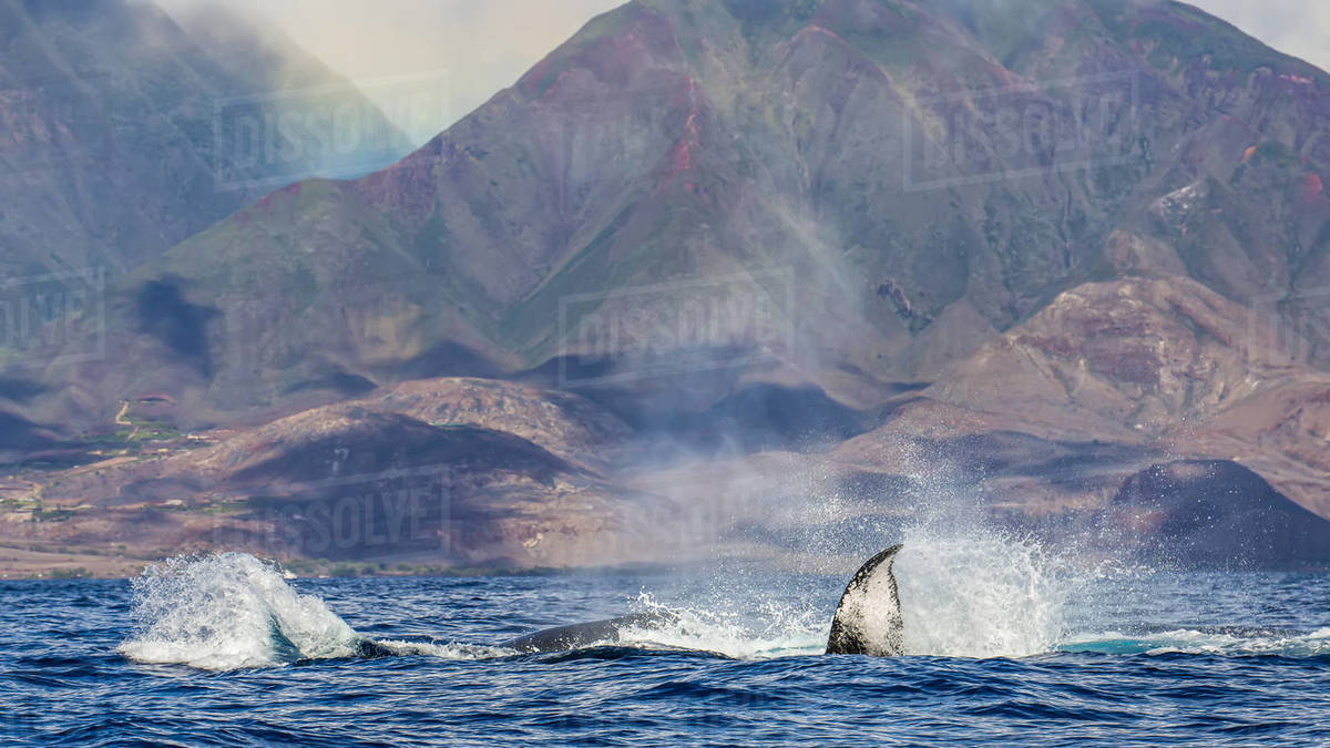 Humpback whales splash at the surface of the Pacific. - Royalty-free ...
