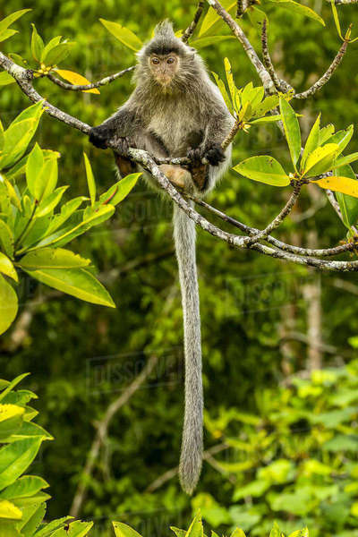 Portrait of a silver leaf monkey, Trachypithecus cristatus, or silvery ...