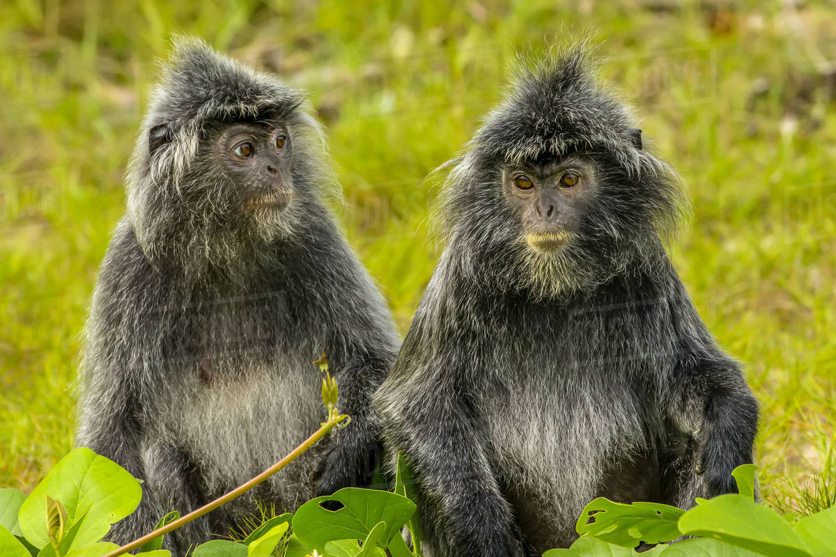 Portrait of two silver leaf monkeys, Trachypithecus cristatus, or ...