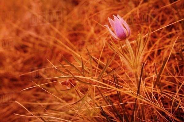 Purple Flower - Royalty-free Stock Photo | Dissolve