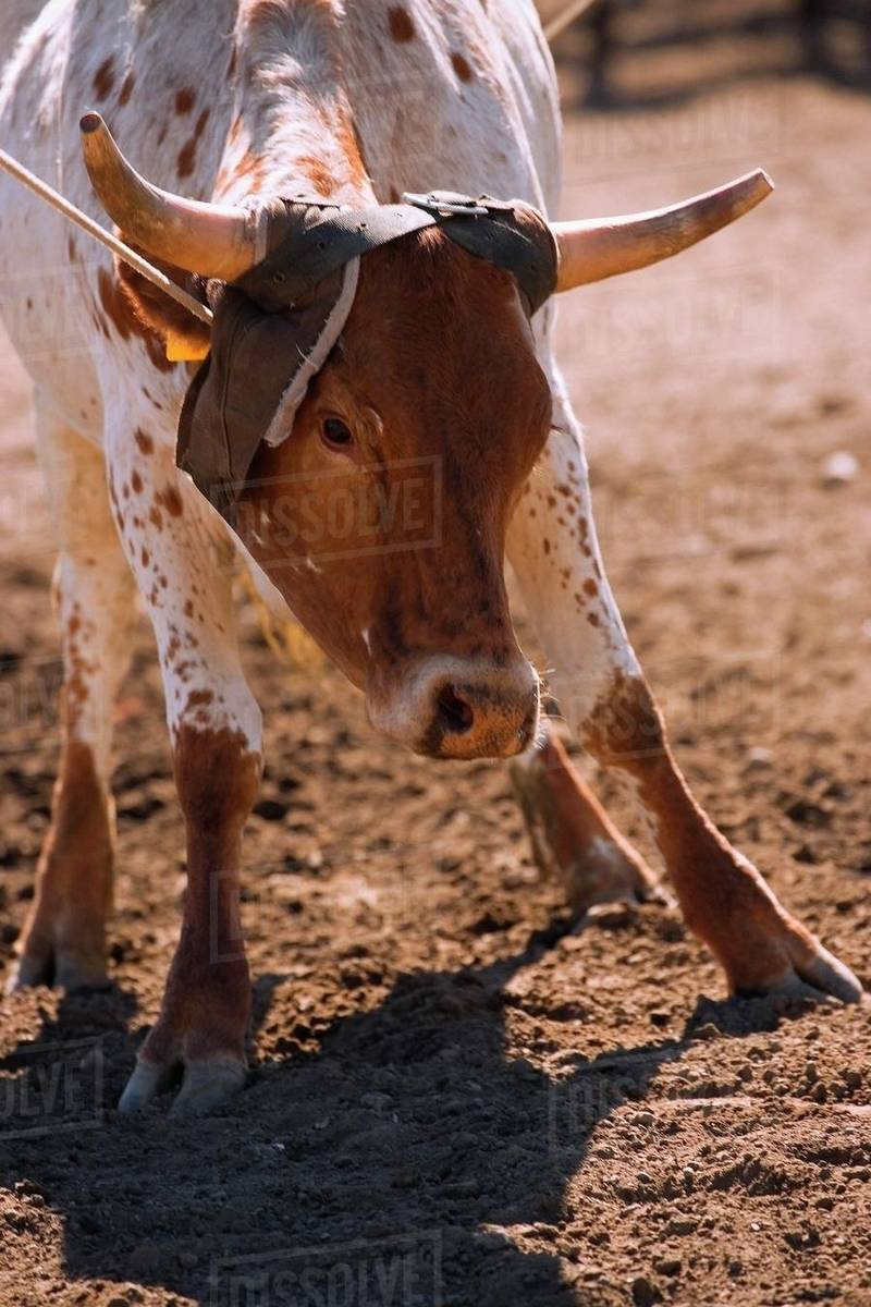 Rancher Roping Longhorn Cattle - Royalty-free Stock Photo | Dissolve